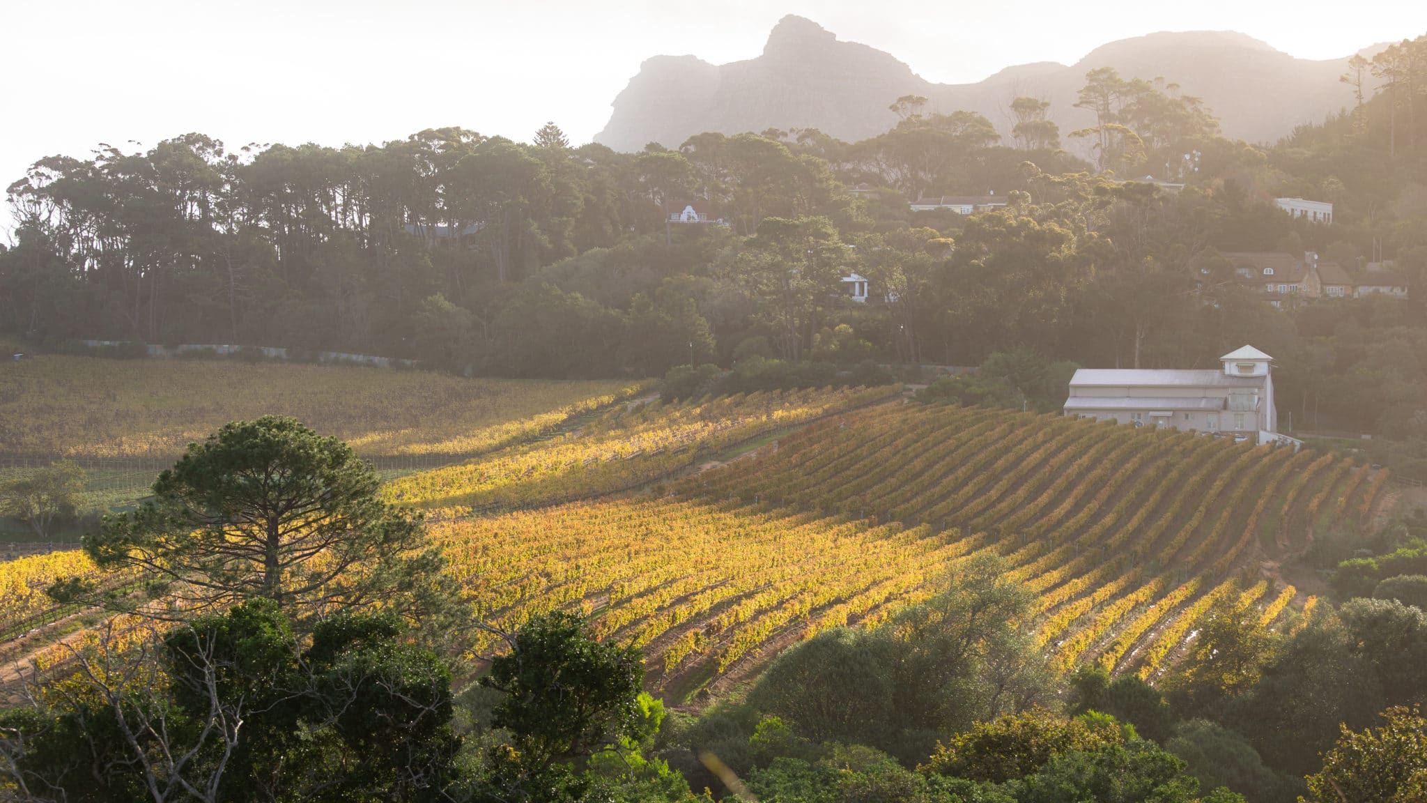 Wein – Constantia Glen