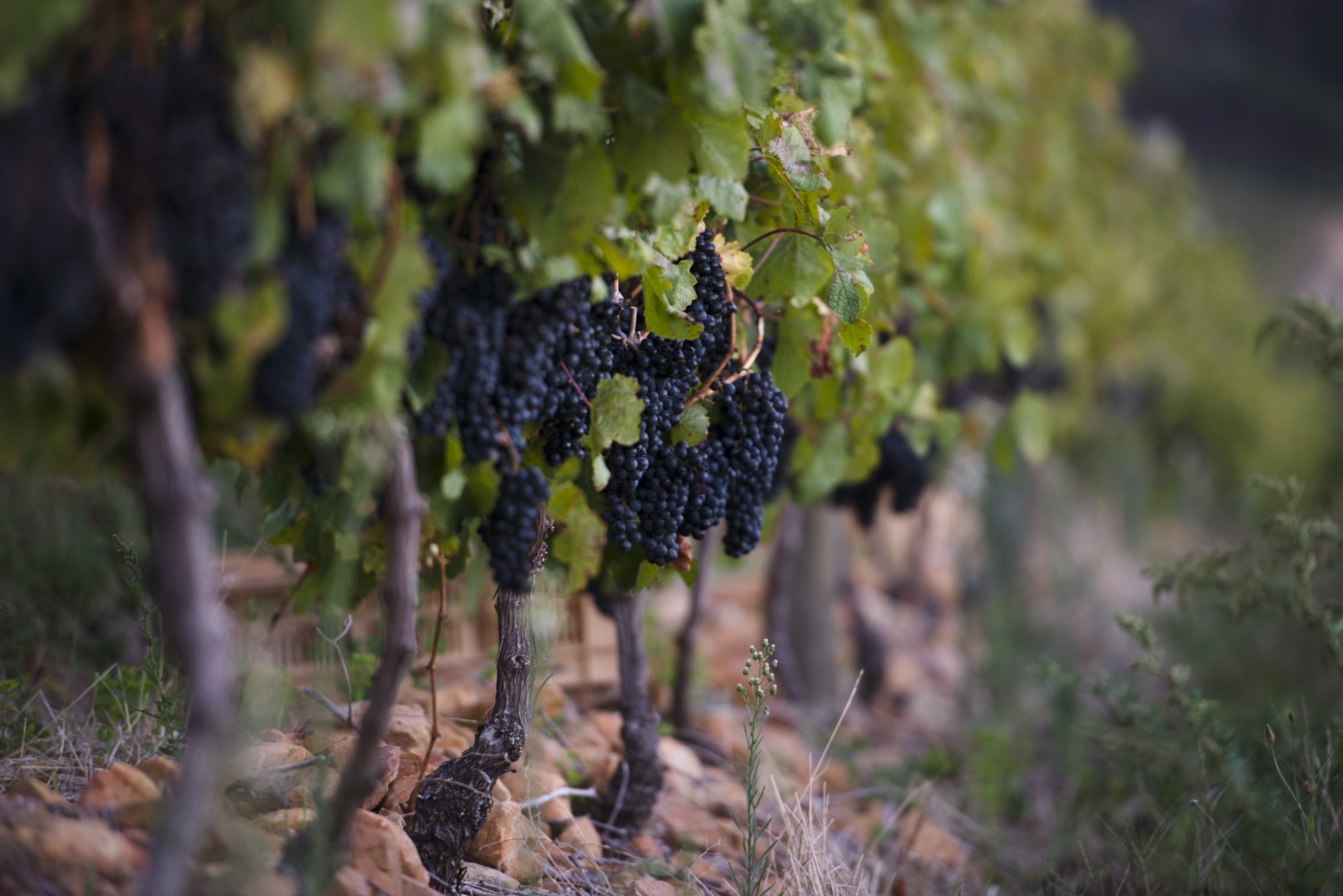 Wein – Constantia Glen