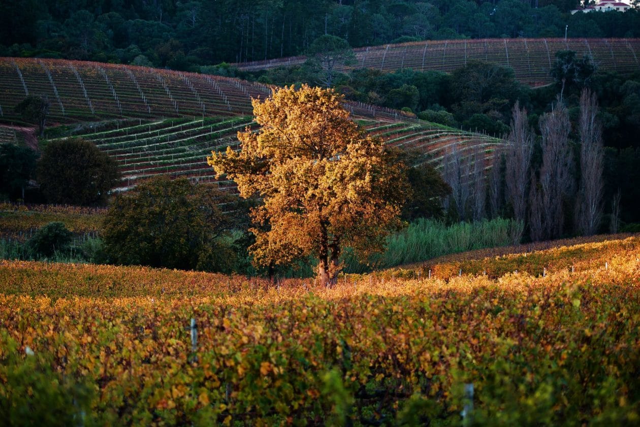 Über uns – Constantia Glen